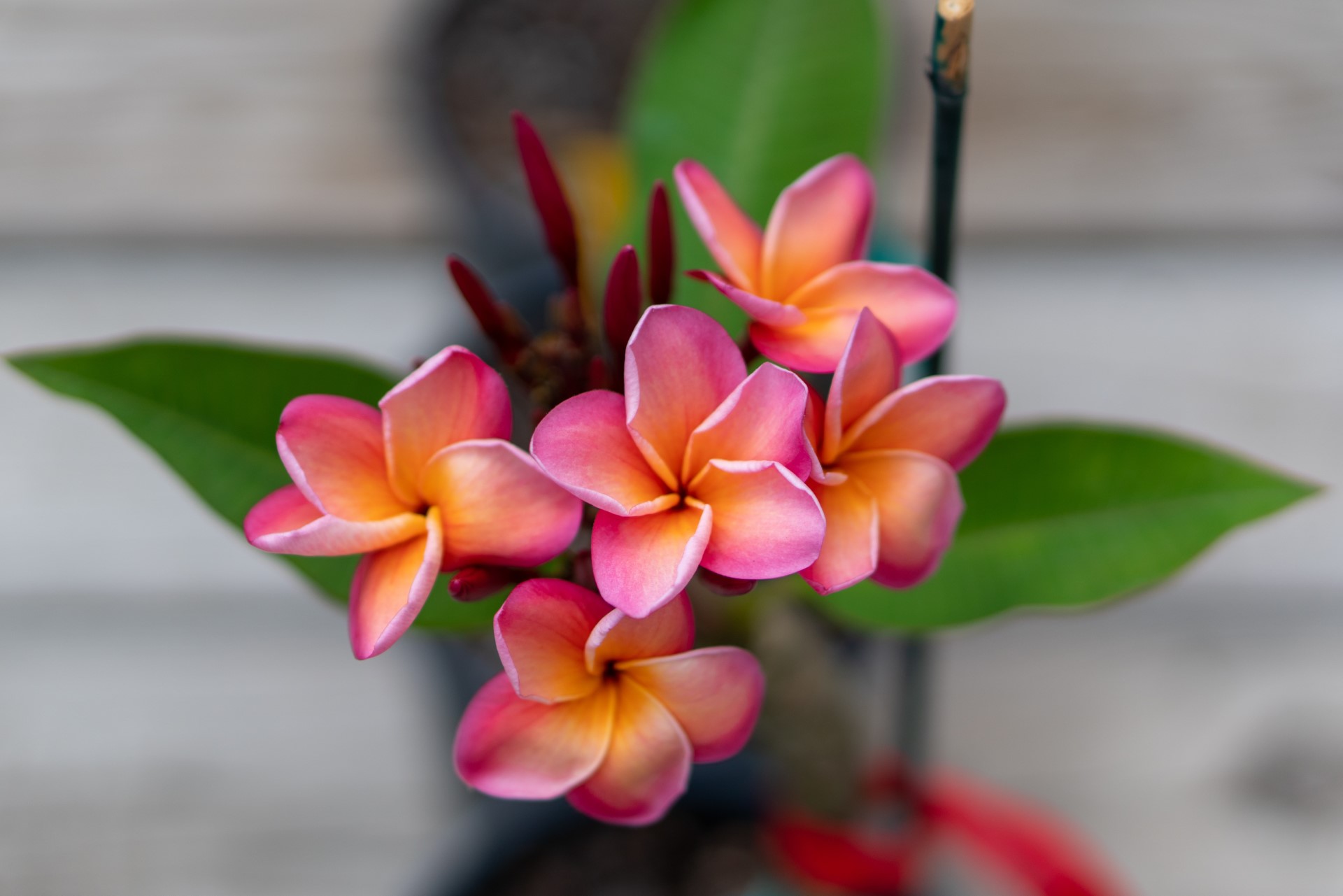 Flower World Wedding Flowers Getting Married in Antigua and Barbuda